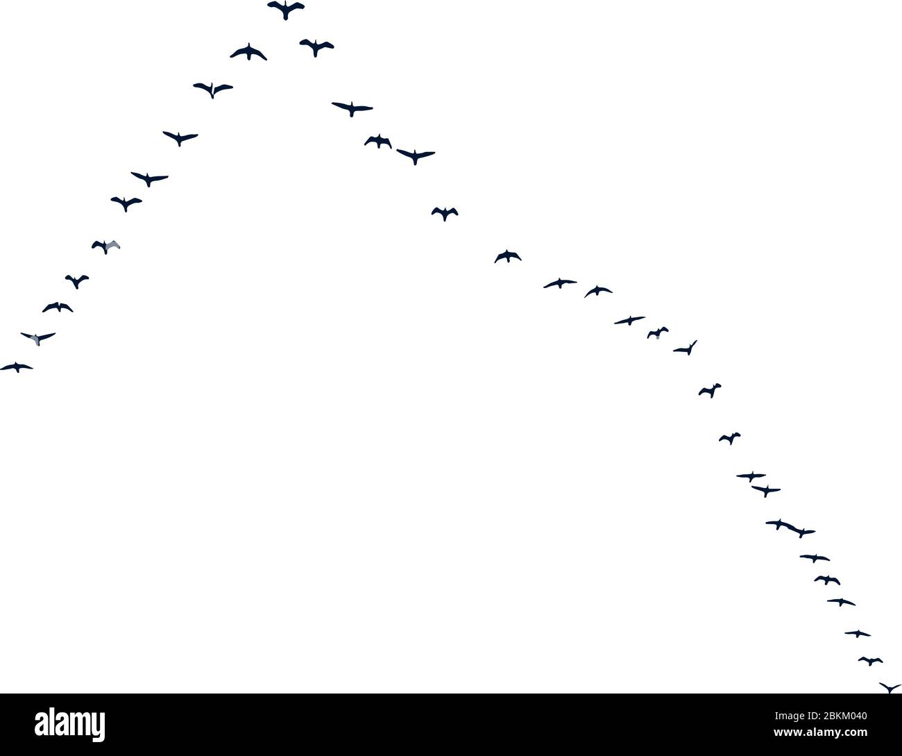 birds in flight in nature Stock Vector Image & Art - Alamy