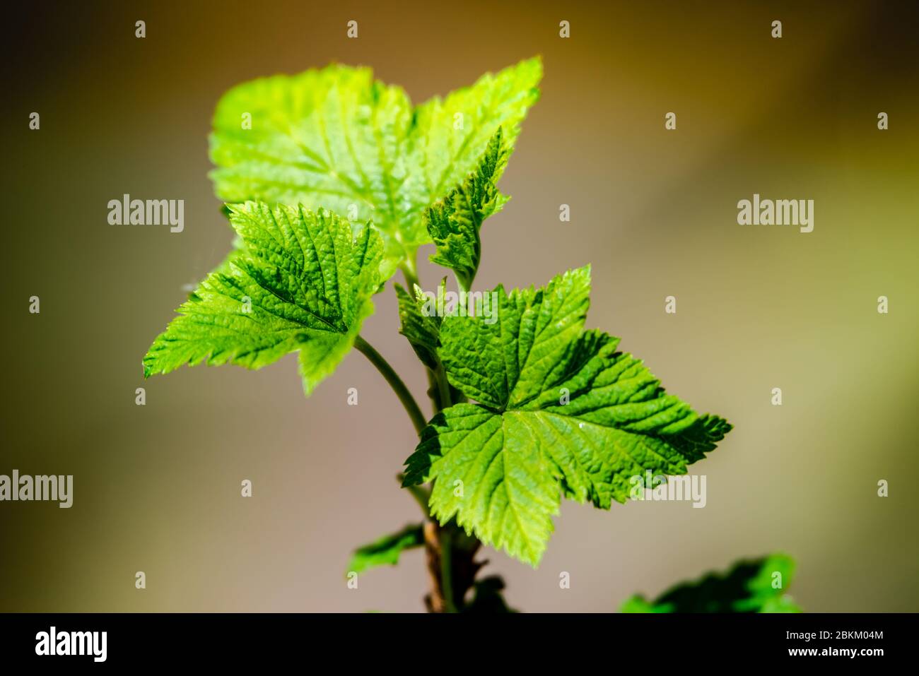 Blackcurrant bush in flower hi-res stock photography and images - Alamy