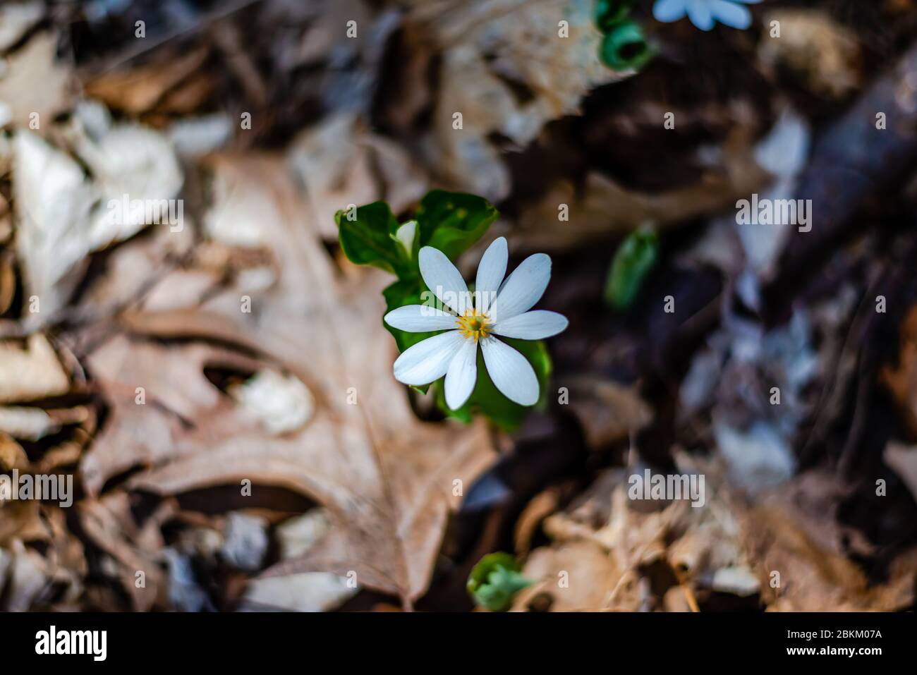Blood root flowers in hi-res stock photography and images - Alamy