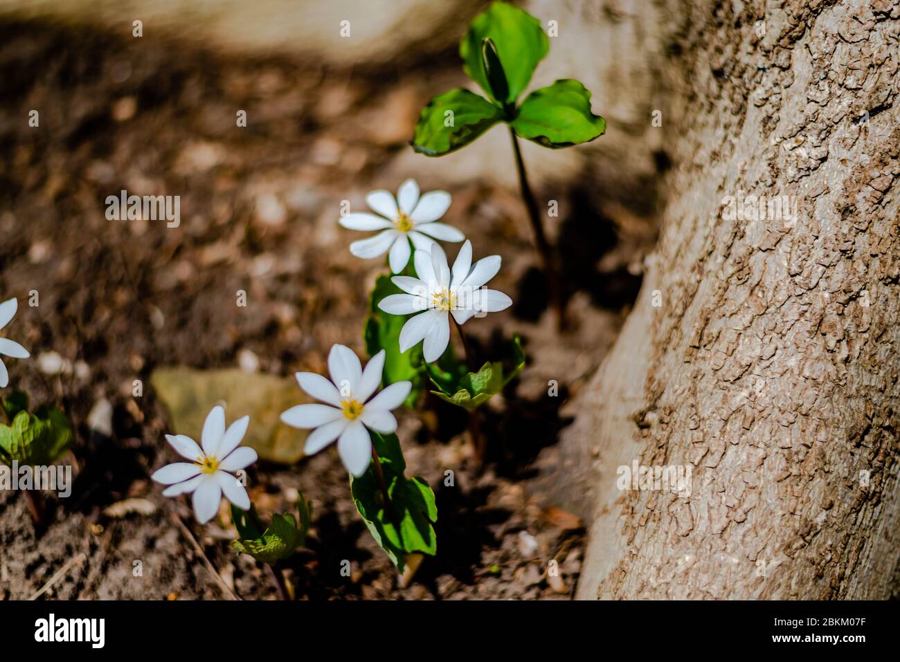 Blood root sanguinaria canadensis plant hi-res stock photography and ...