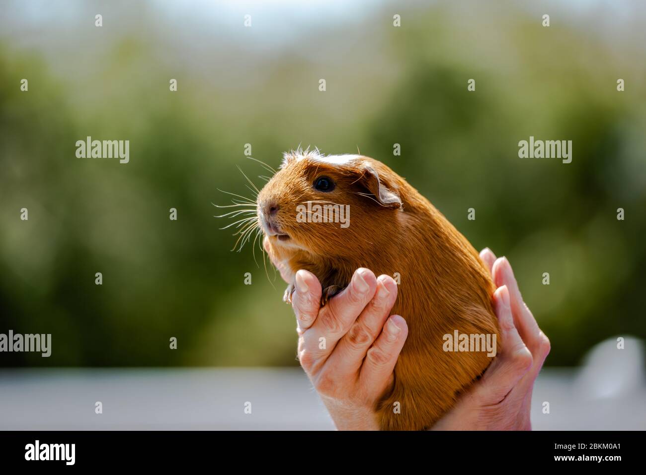 Animal portrait photography of guinea pig hi-res stock photography and ...