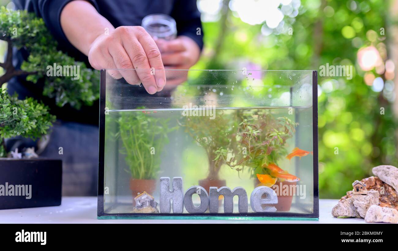 Lock down and Self-quarantine with new fish and tank decoration ...