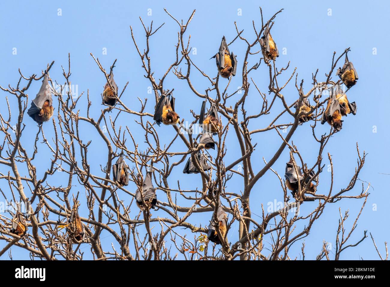 Bat tree hi-res stock photography and images - Alamy
