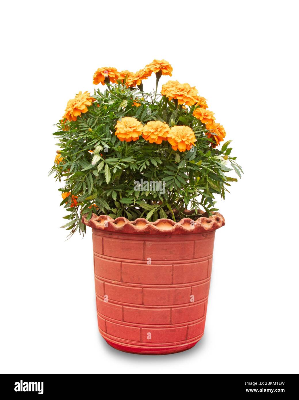Beautiful yellow marigold in Cut Out Stock Images & Pictures - Alamy