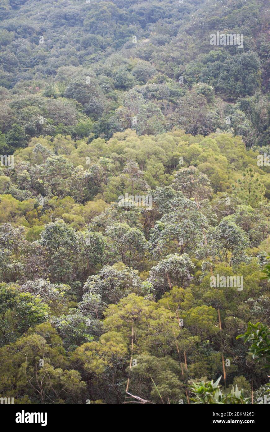 Forest Trees in New Territories Hong Kong Stock Photo - Alamy