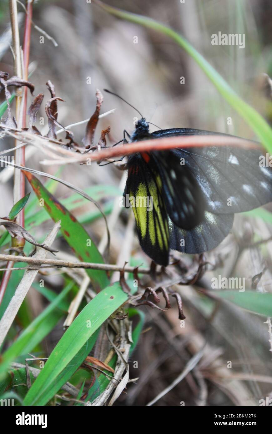 Fluttering Wings on Black and Yellow Butterfly in Hong Kong Stock Photo ...