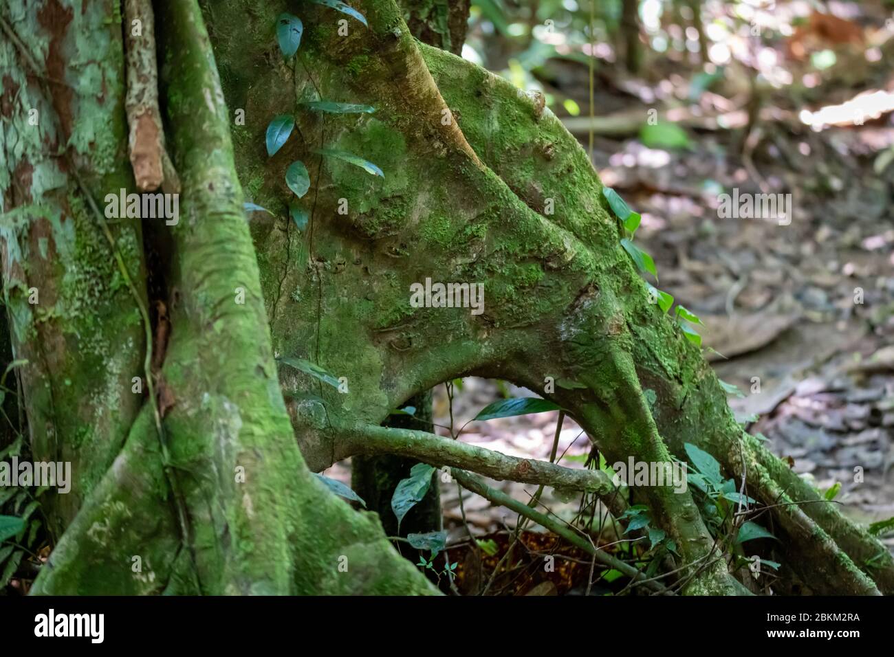 Peruvian Amazon jungle landscape Stock Photo - Alamy