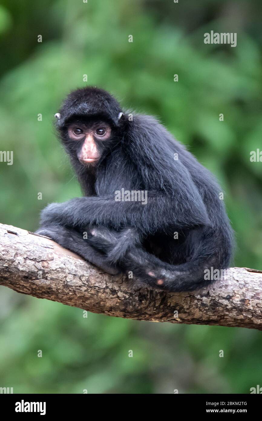 Peruvian Spider Monkey (Ateles chamek) sits on a branch overhanging the ...