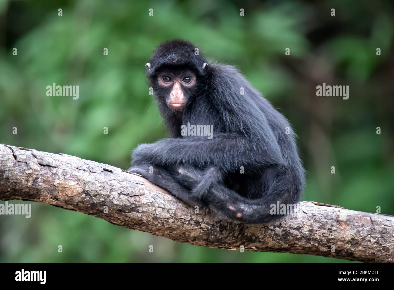 Peruvian Spider Monkey (Ateles chamek) sits on a branch overhanging the ...