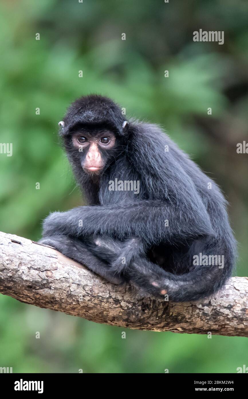 Peruvian Spider Monkey (Ateles chamek) sits on a branch overhanging the ...
