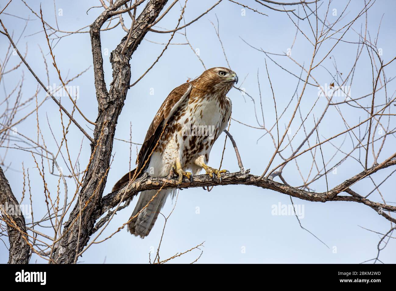 Juvenile Red tailed hawk (Buteo jamaicensis) perched in tree Colorado ...