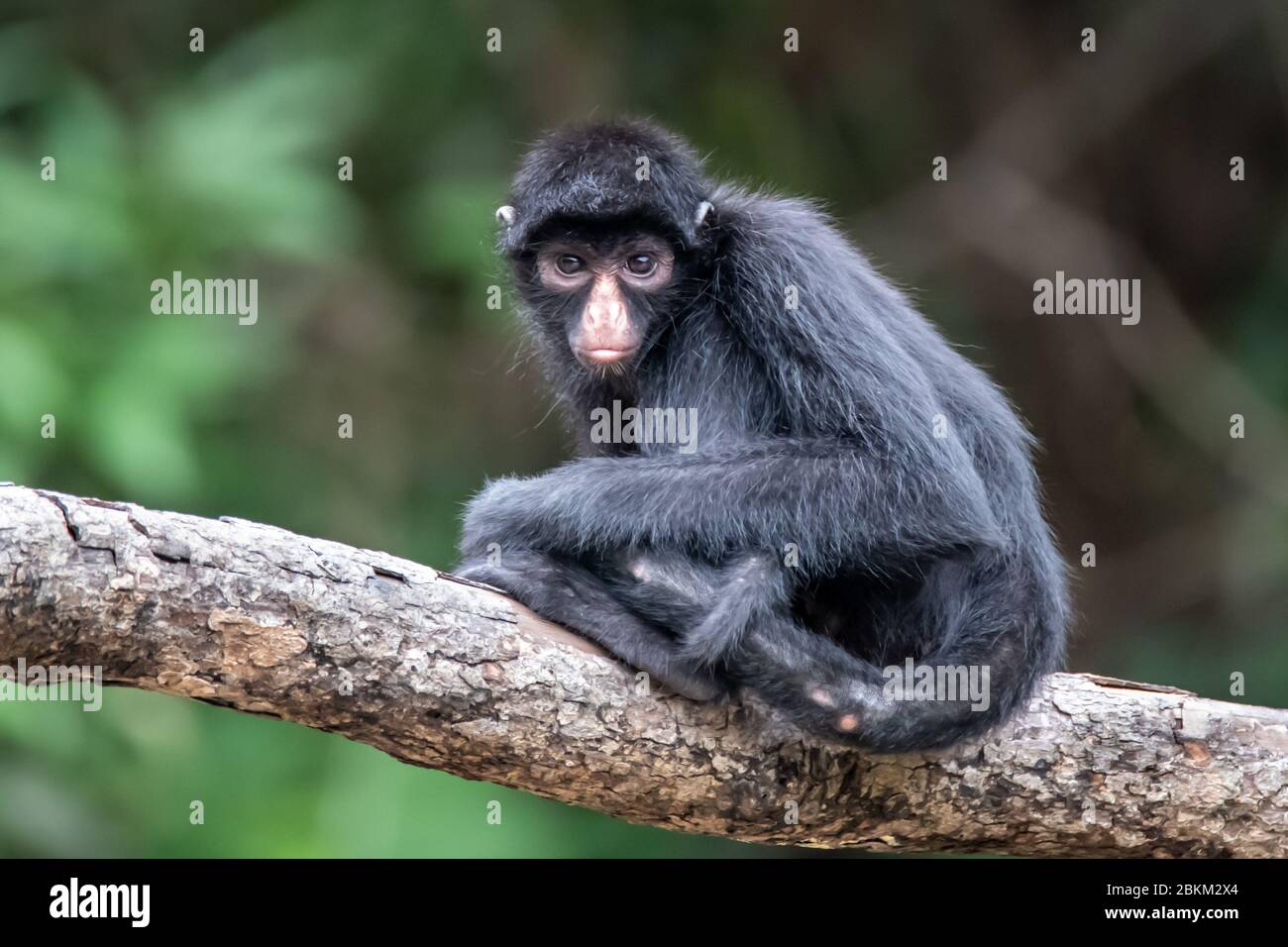 Endangered peruvian spider monkey hi-res stock photography and images ...