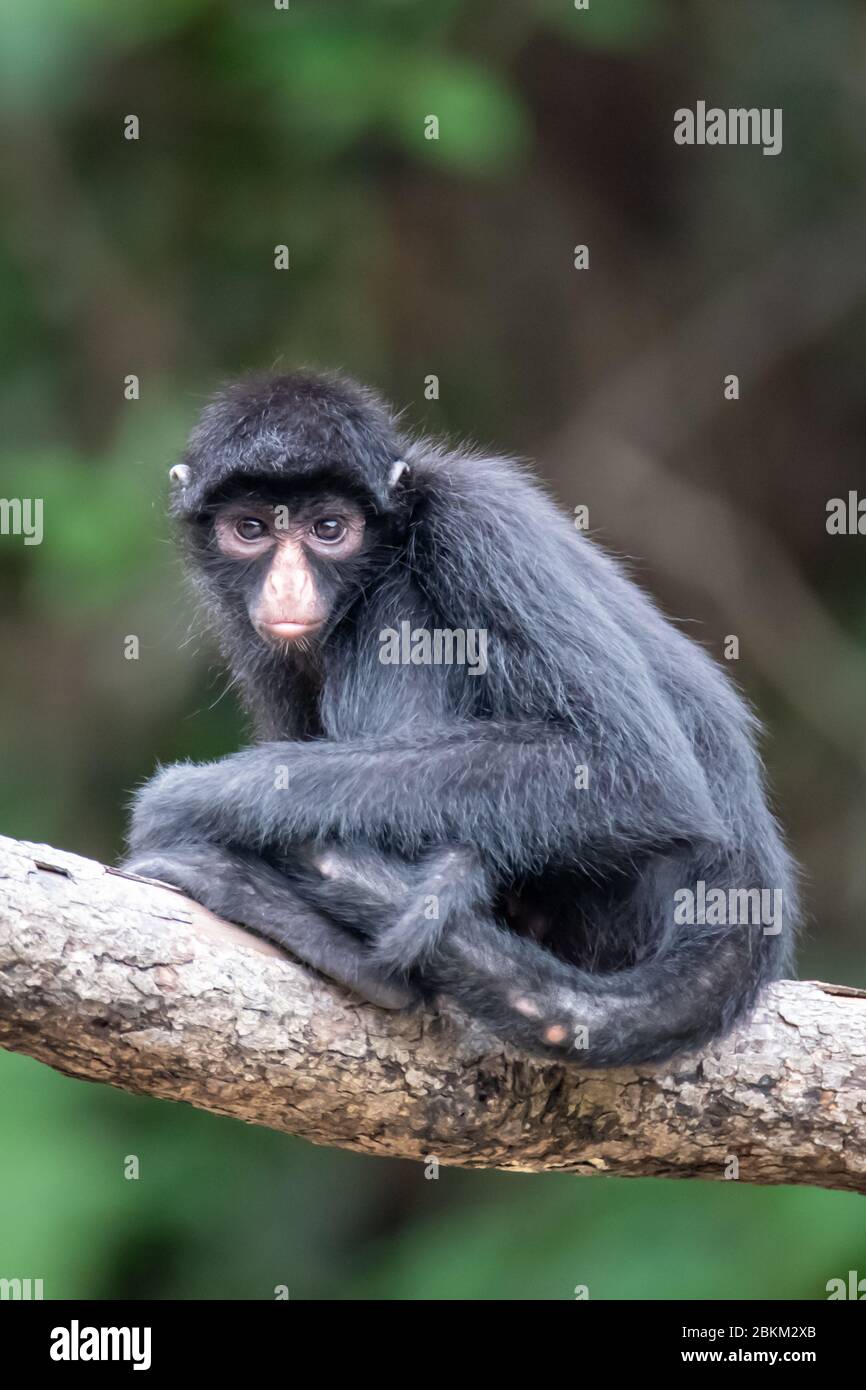 Peruvian spider monkey hi-res stock photography and images - Alamy