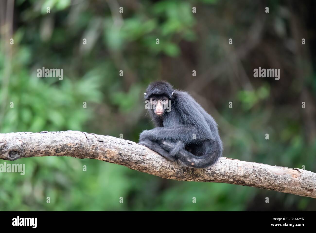 Peruvian spider monkey hi-res stock photography and images - Alamy