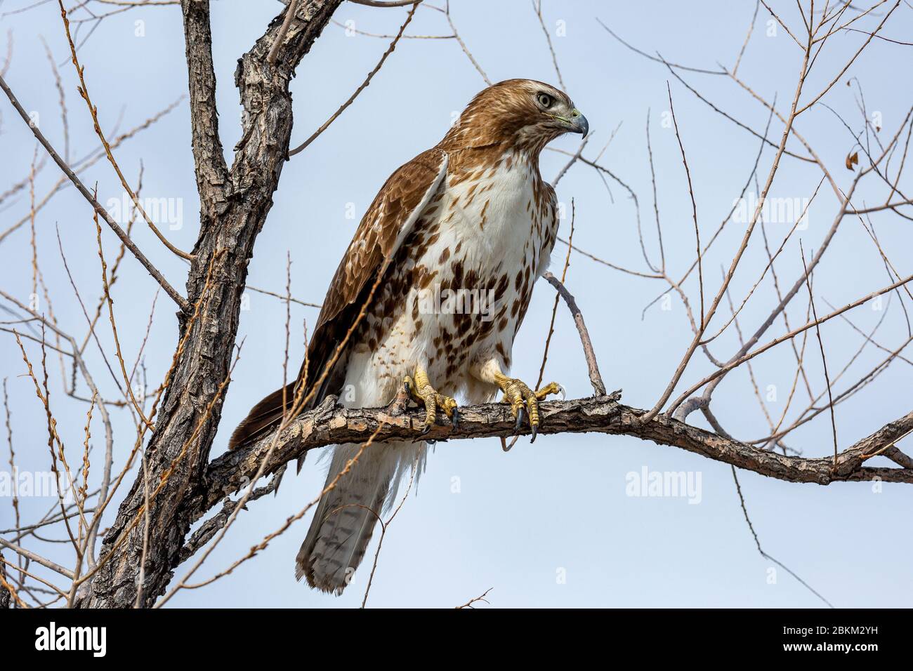 Juvenile red tailed hawk hi-res stock photography and images - Alamy