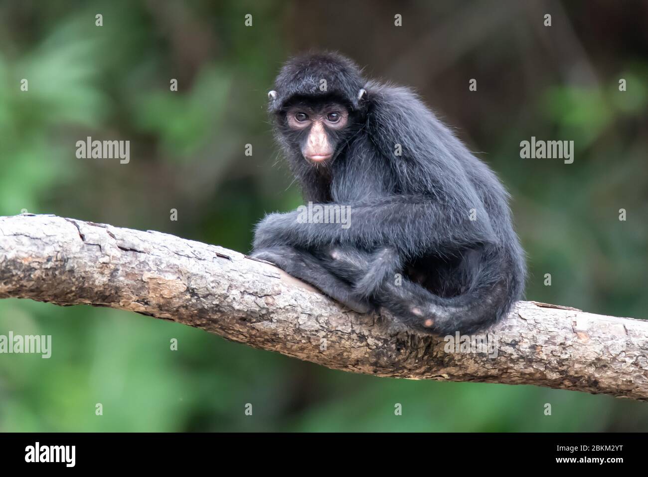 Peruvian Spider Monkey (Ateles chamek) sits on a branch overhanging the ...