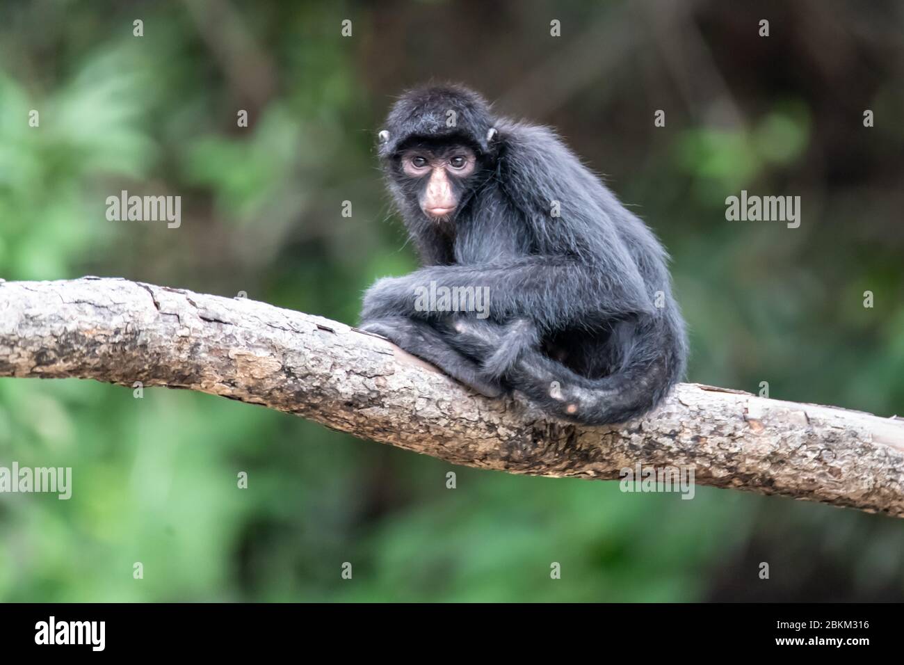 Amazon Rainforest Peru Primate Monkey Spider High Resolution Stock ...