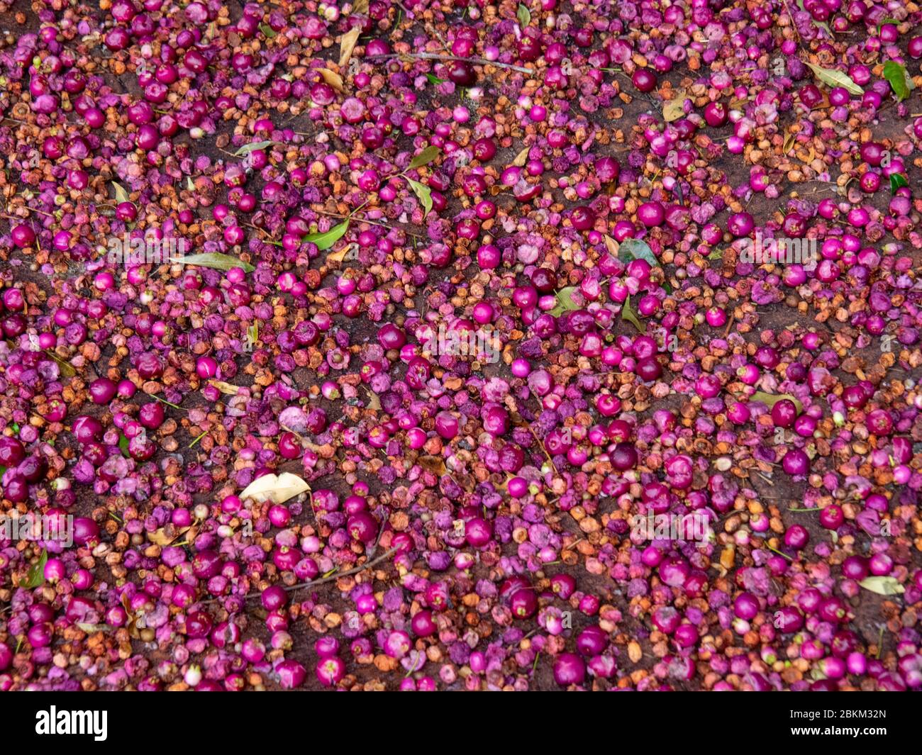 Chinese apple tree hi-res stock photography and images - Alamy