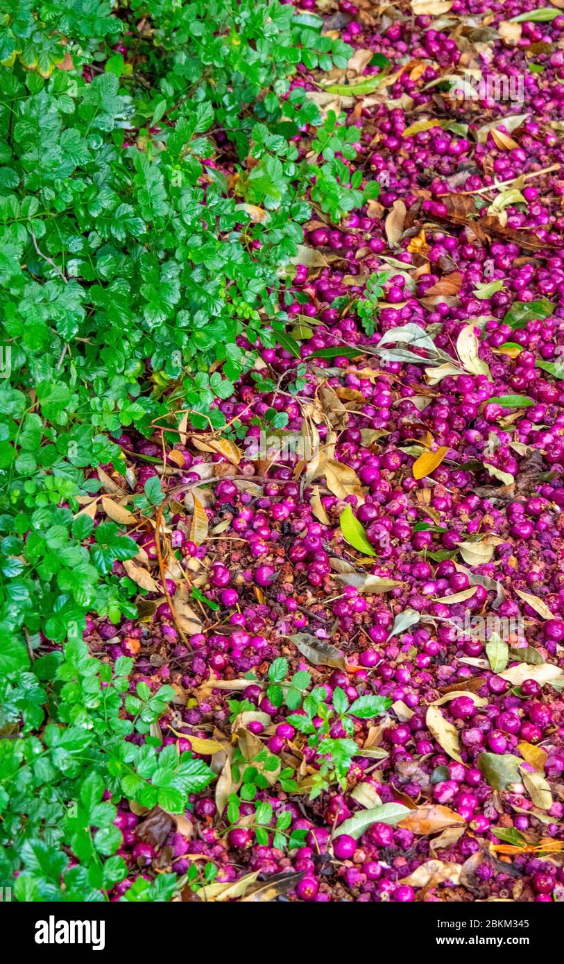 Ziziphus mauritiana Chinese apple tree fruits fallen on the ground ...