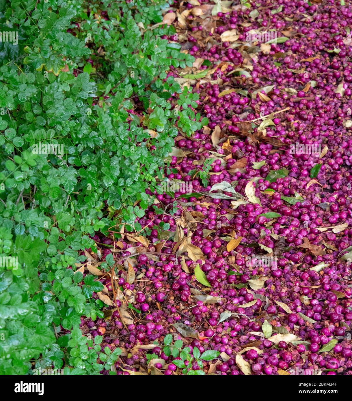Ziziphus mauritiana Chinese apple tree fruits fallen on the ground ...