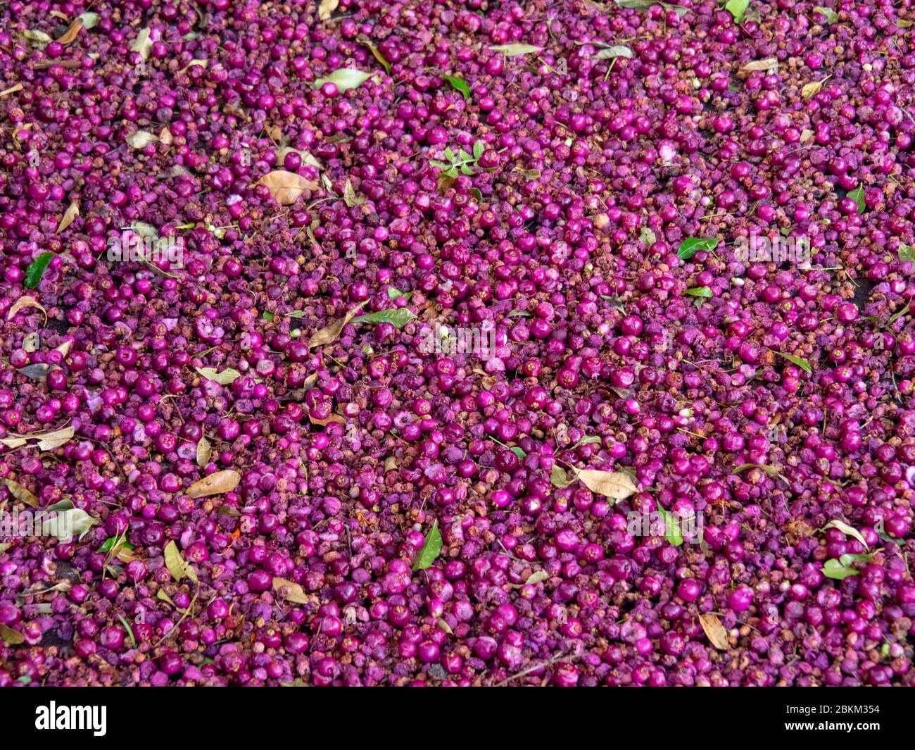 Chinese apple tree hi-res stock photography and images - Alamy