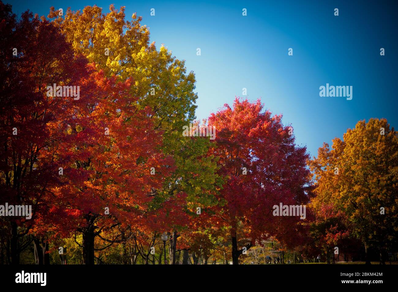 Fall Colors on the National Mall, Washington D.C. USA Stock Photo - Alamy