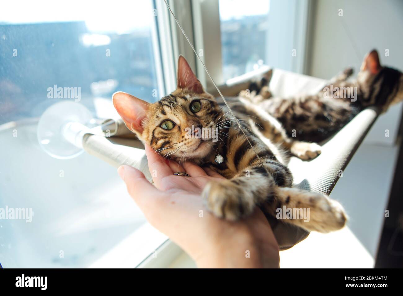 Cute little bengal kitty cat laying on the cat's window bed with head ...