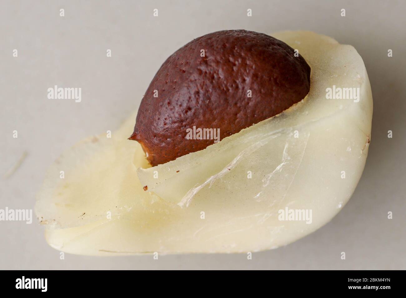 Close up of single piece of Snake fruit with seed. Top view of single ...