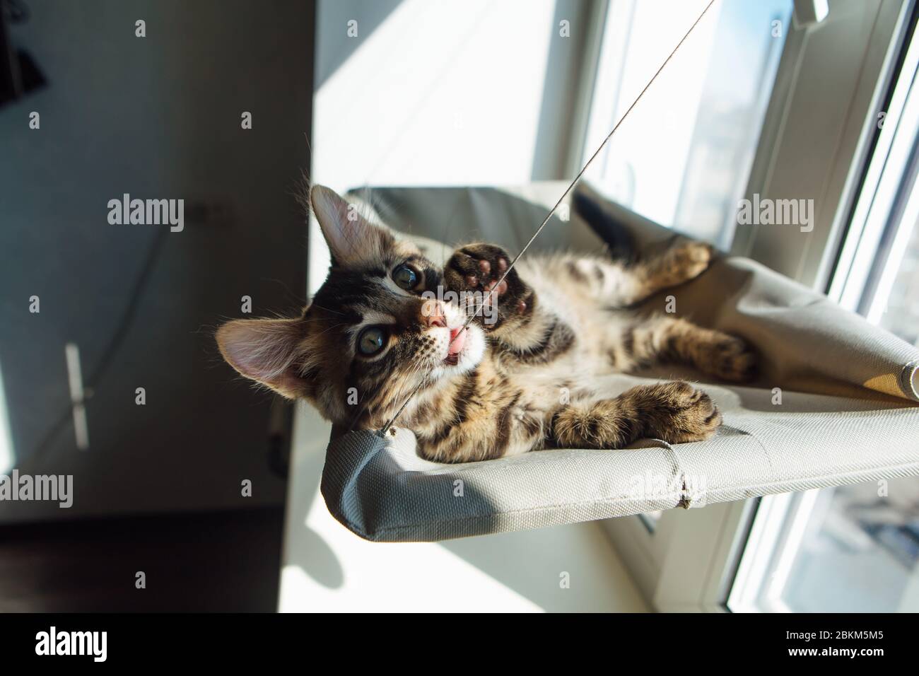 Cute charcoal bengal kitty cat laying on the cat's window bed byting a ...