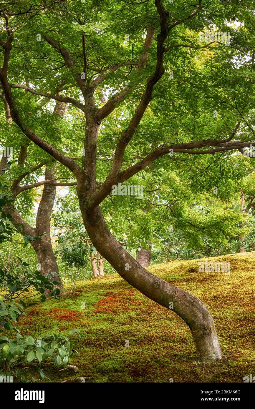 The view of elegant Japanese maple trees in the park of Kinkaku-ji ...