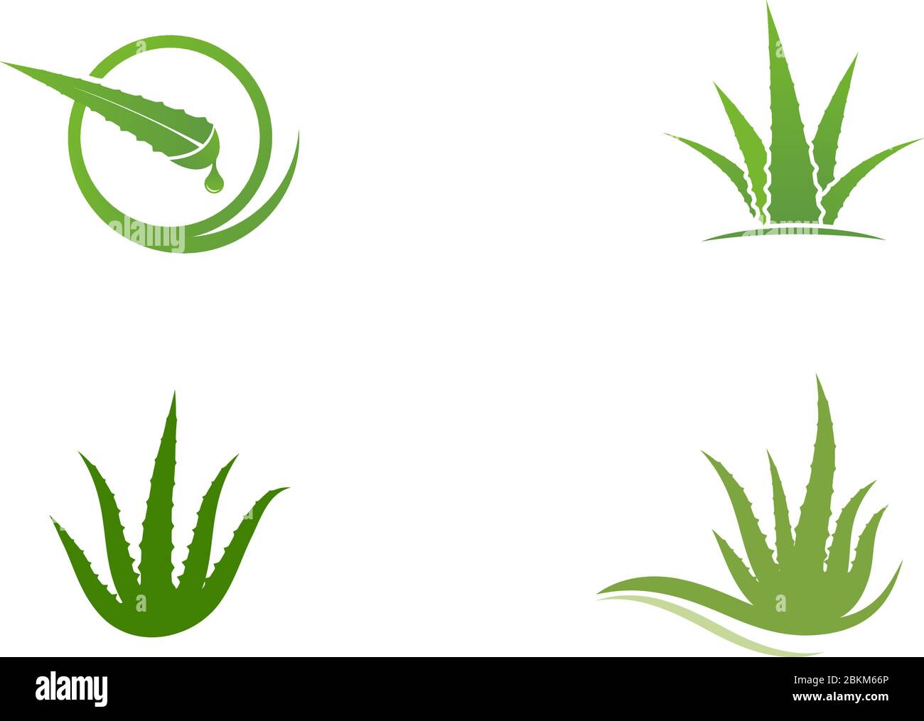 Aloe vera vector vectors hi-res stock photography and images - Alamy