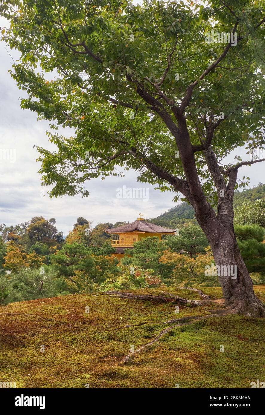 The view of the old sakura tree on the moss covered hill over the ...