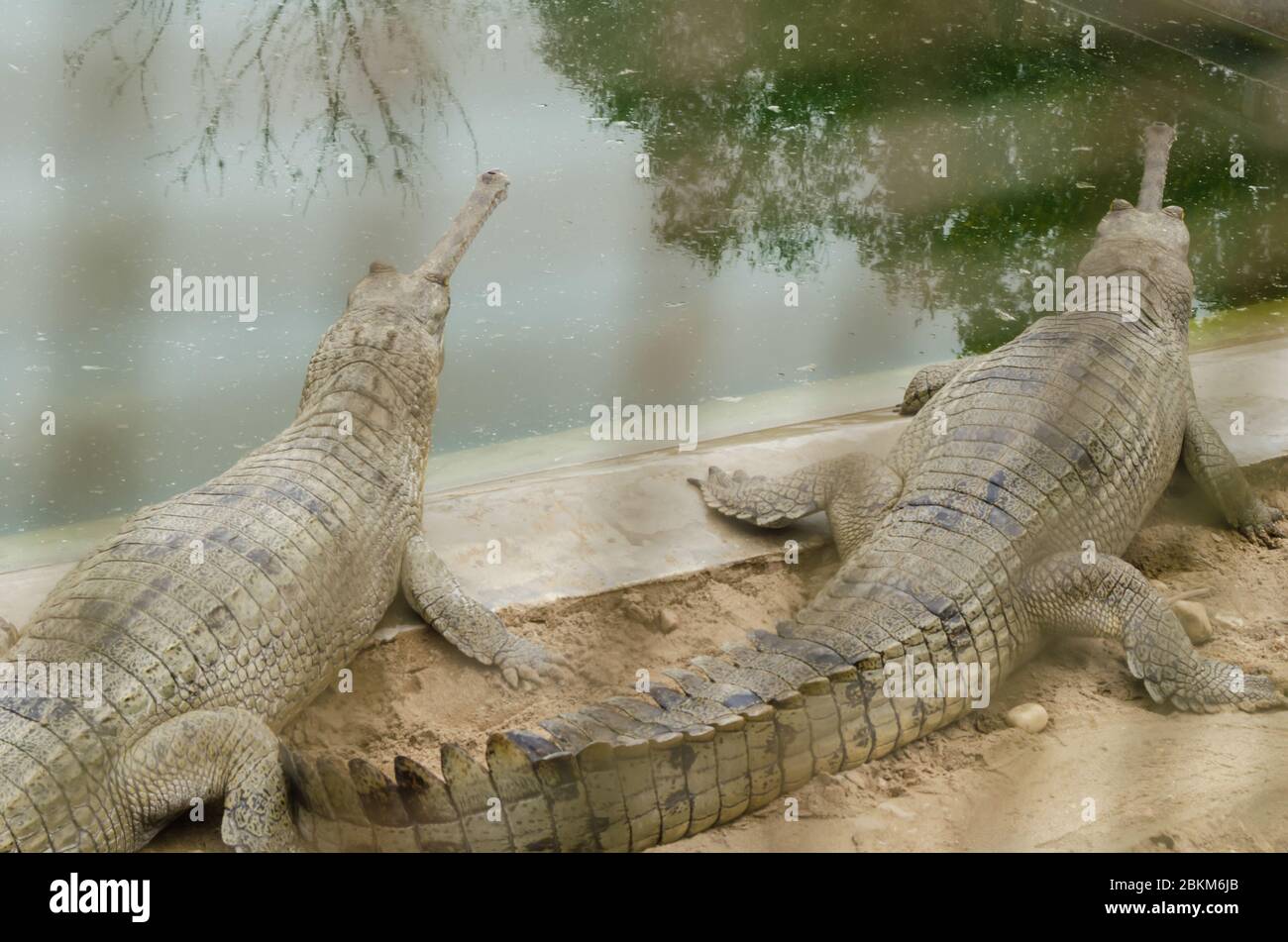 crocodiles or true crodiles are large aquatic reptiles that live ...