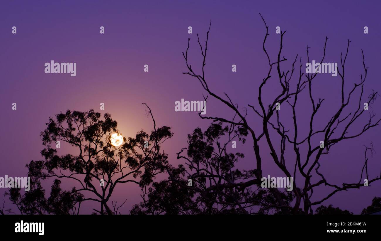 Moonlight through trees hi-res stock photography and images - Alamy
