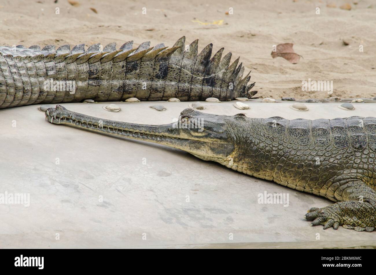 crocodiles or true crodiles are large aquatic reptiles that live ...
