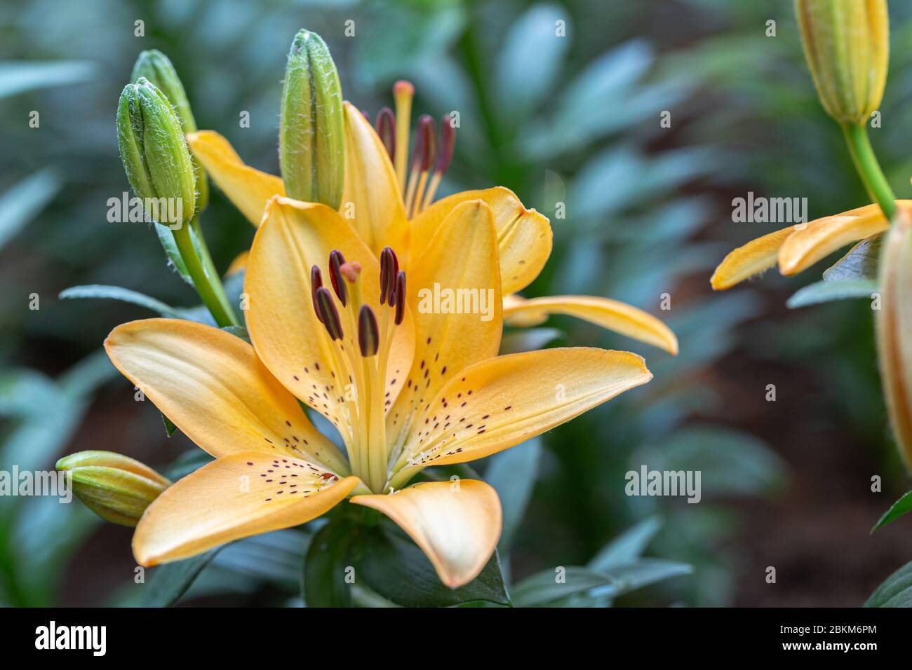 Asiatic lily or Asiatic lilies flower in garden at sunny summer or ...