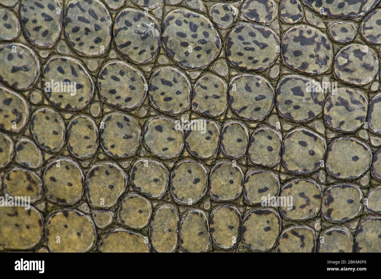 crocodiles or true crodiles are large aquatic reptiles that live ...