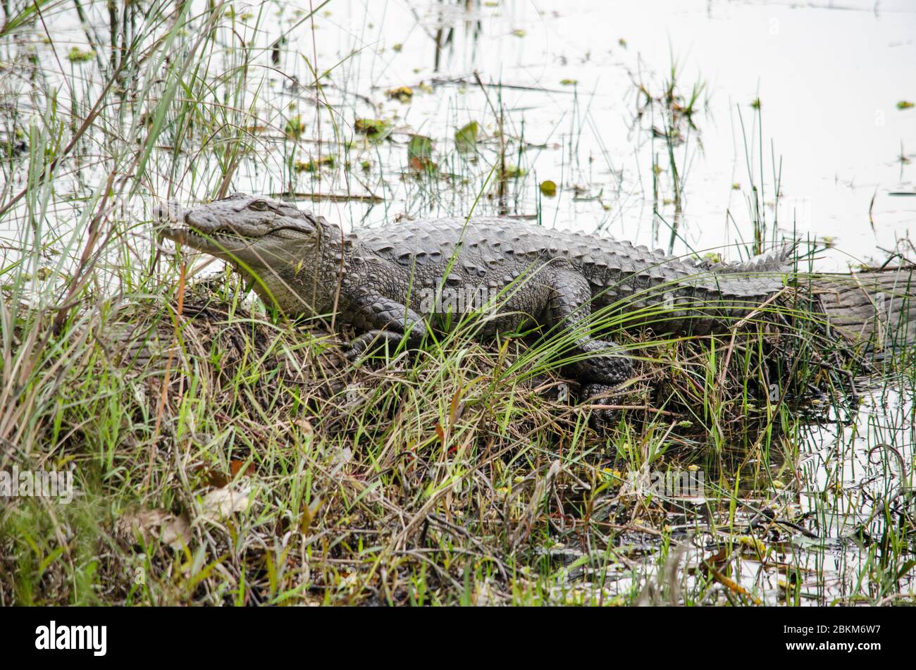 crocodiles or true crodiles are large aquatic reptiles that live ...