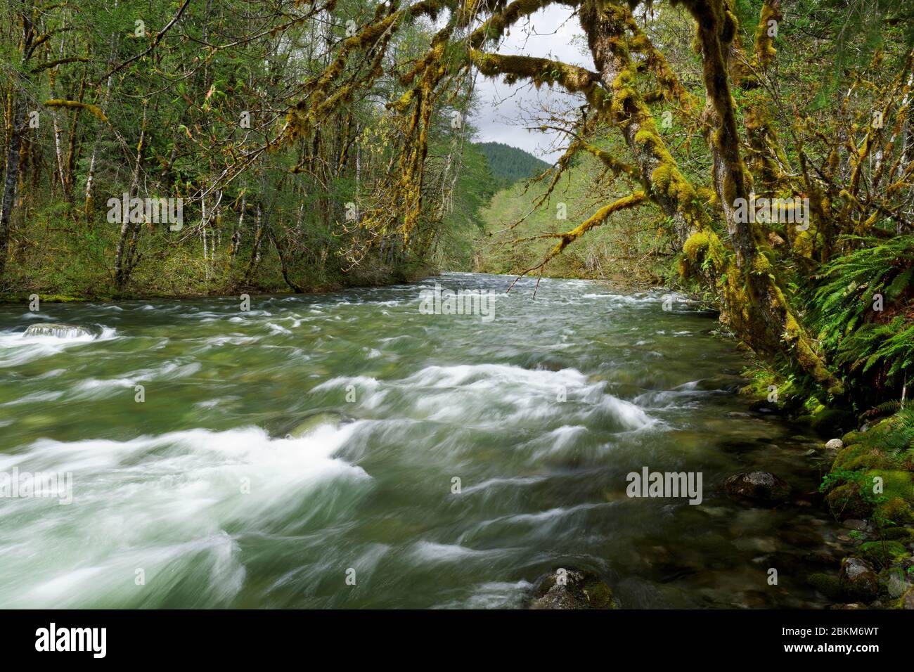 Big leaf maple tree hi-res stock photography and images - Alamy