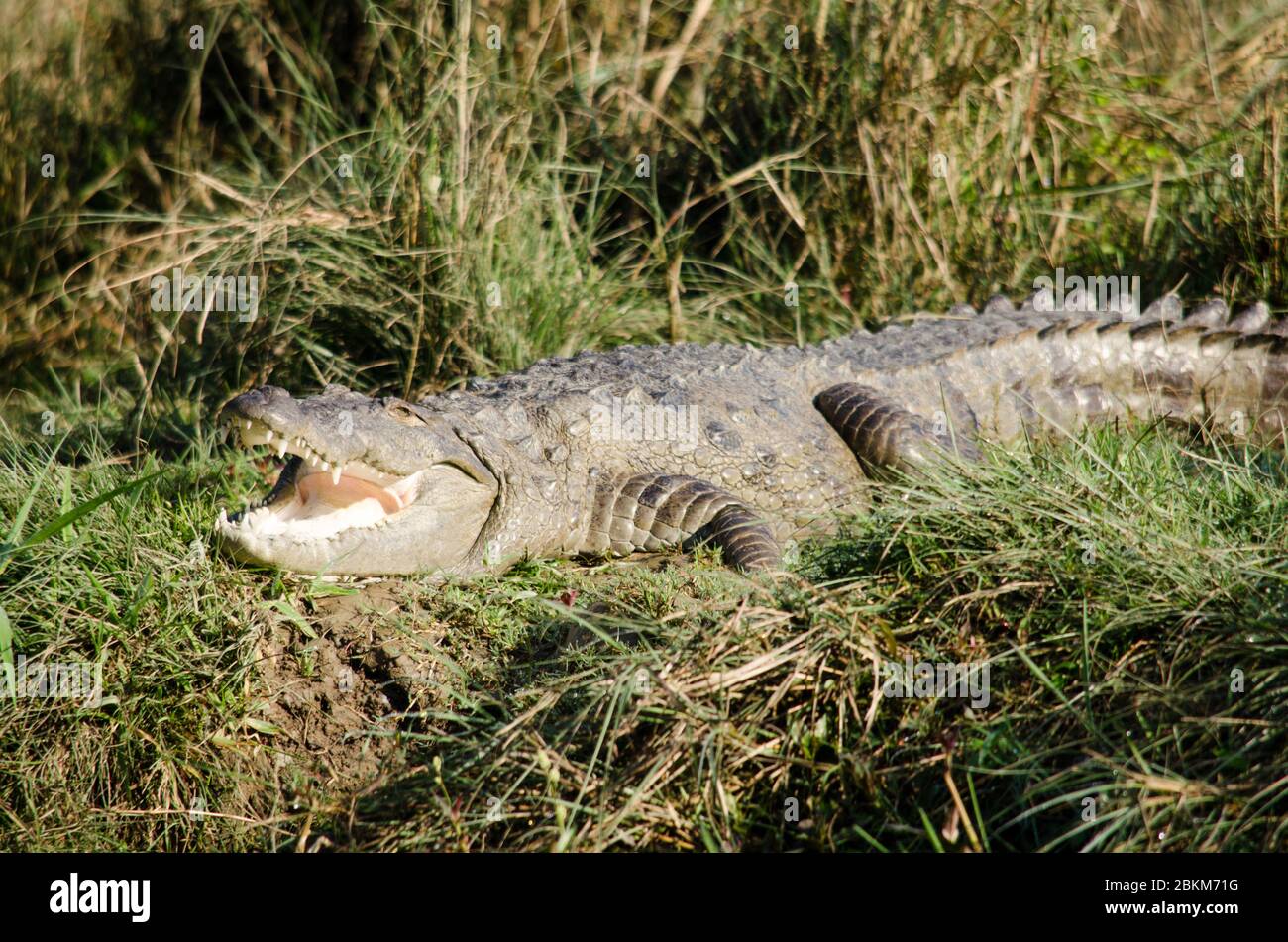 crocodiles or true crodiles are large aquatic reptiles that live ...