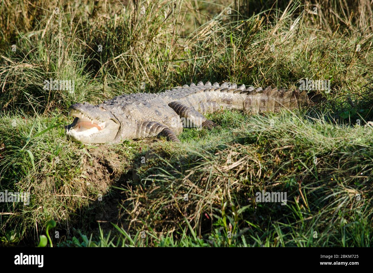 crocodiles or true crodiles are large aquatic reptiles that live ...