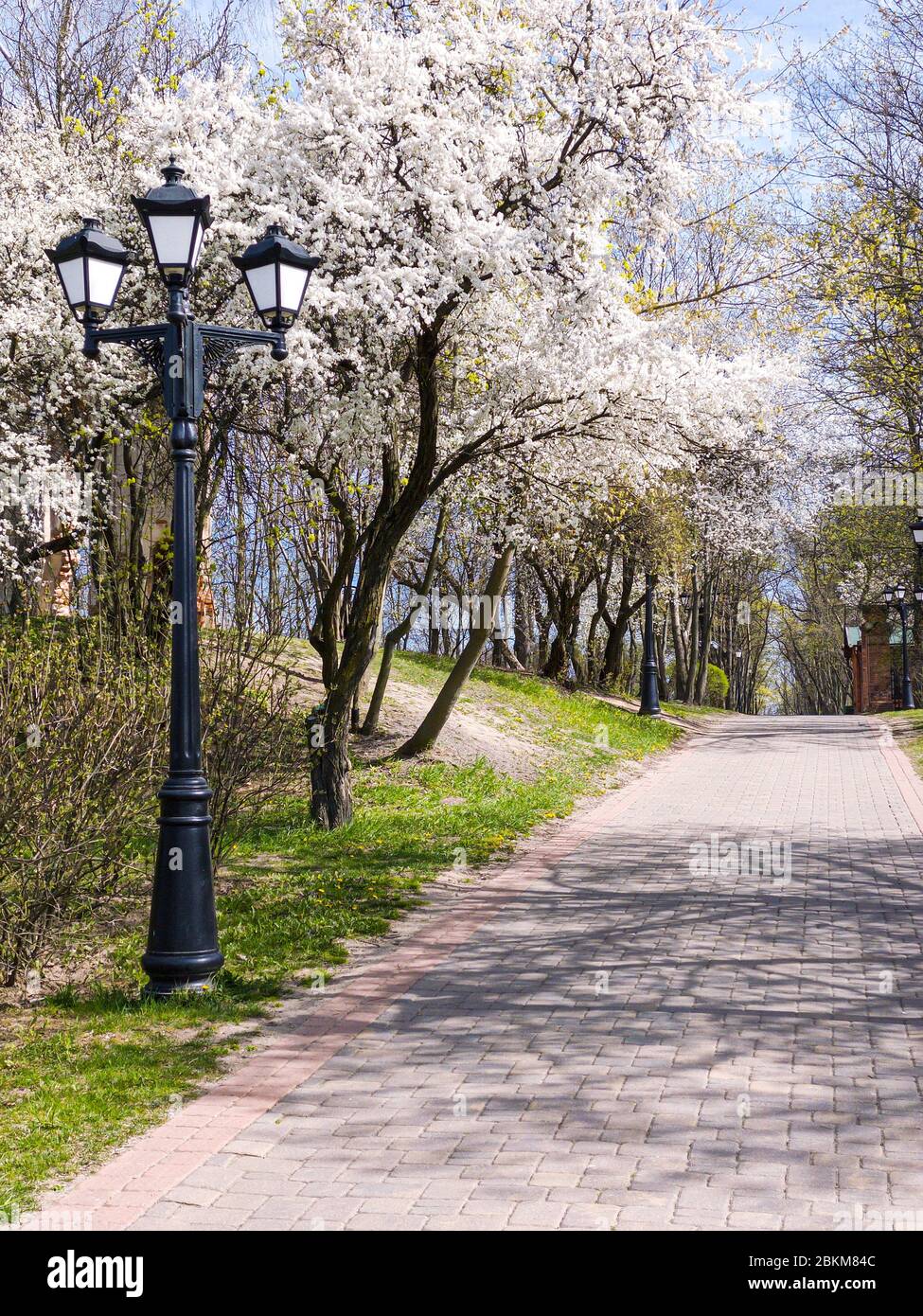 walkway under blooming cherry trees in city park at sunny spring day ...