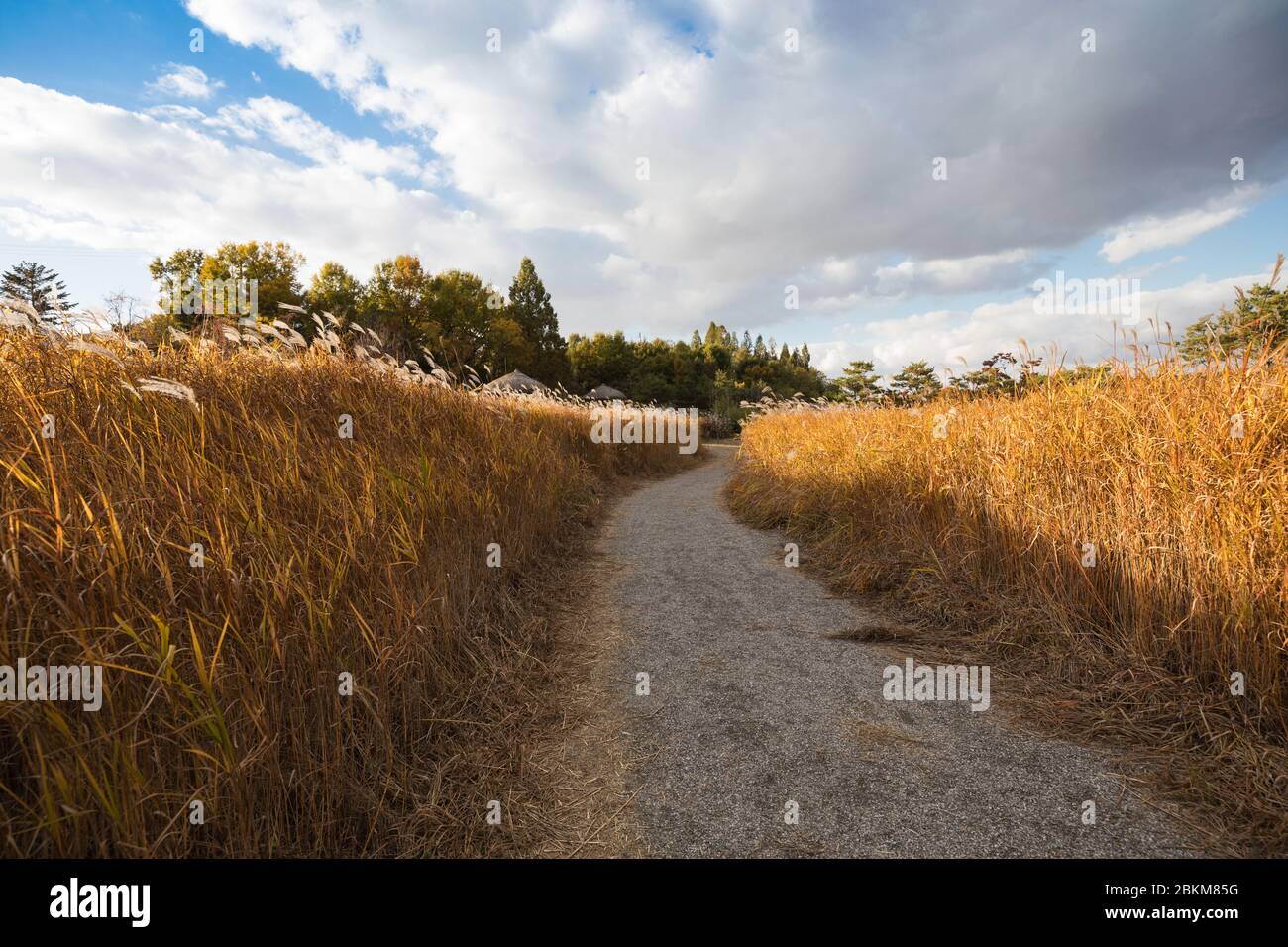 Reed fields hi-res stock photography and images - Alamy