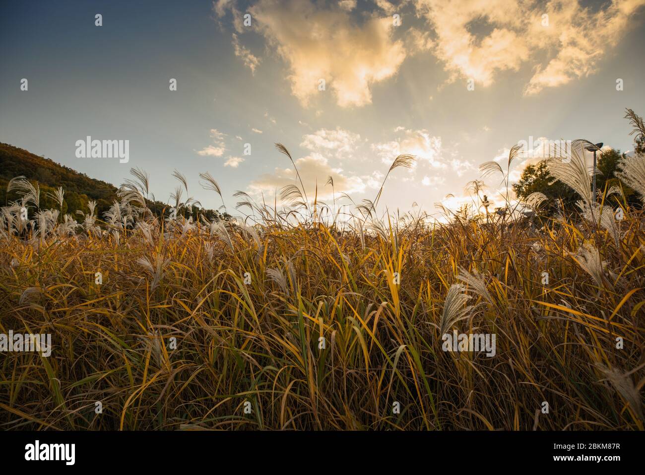 reeds and beautiful sunset scenery Stock Photo - Alamy