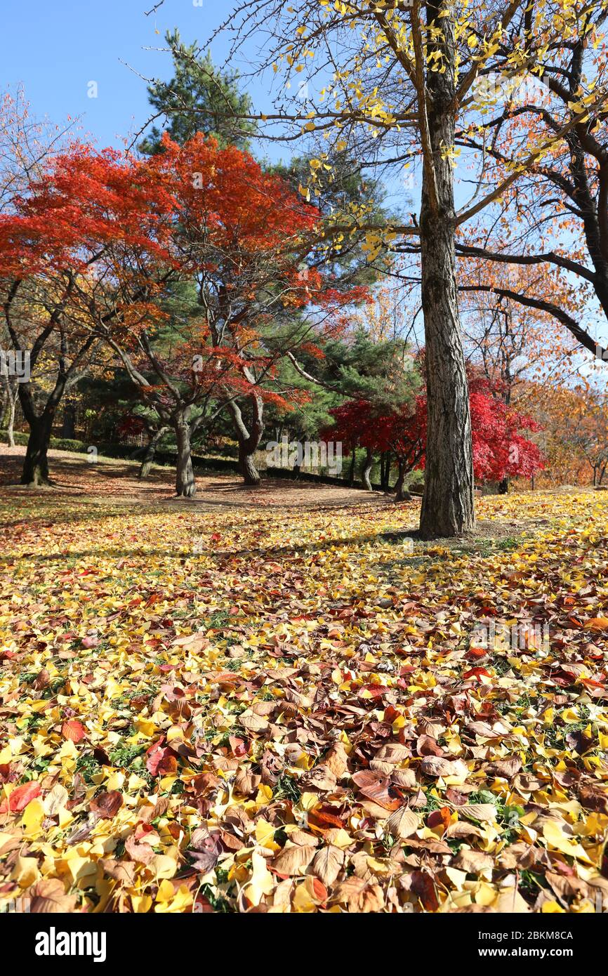 Maple trees scenery hi-res stock photography and images - Alamy