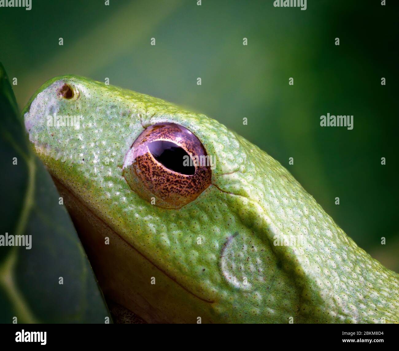 A tiny green frog only 15mm in length, captured in macro Stock Photo ...