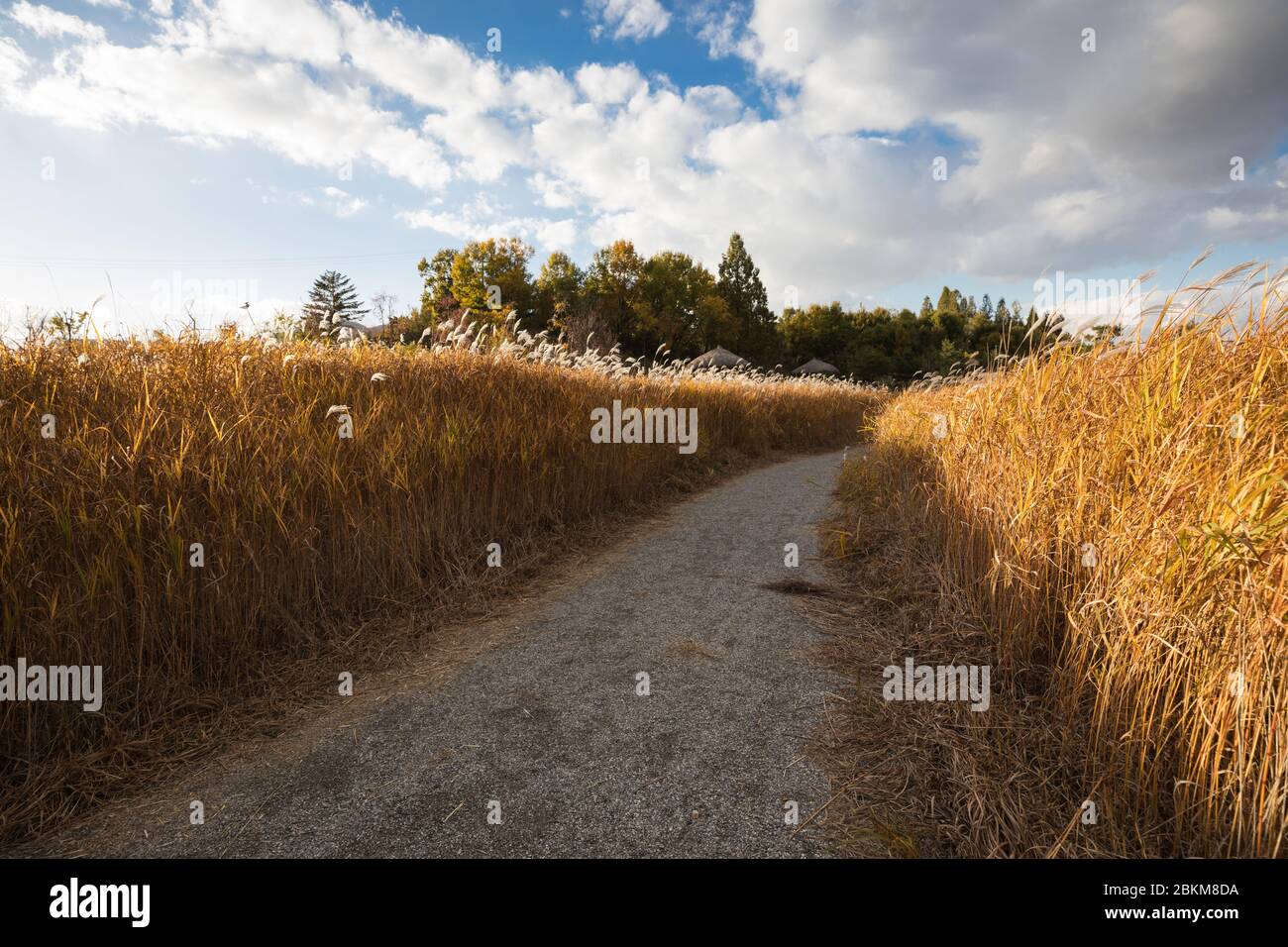 Reed meadow grass hi-res stock photography and images - Alamy