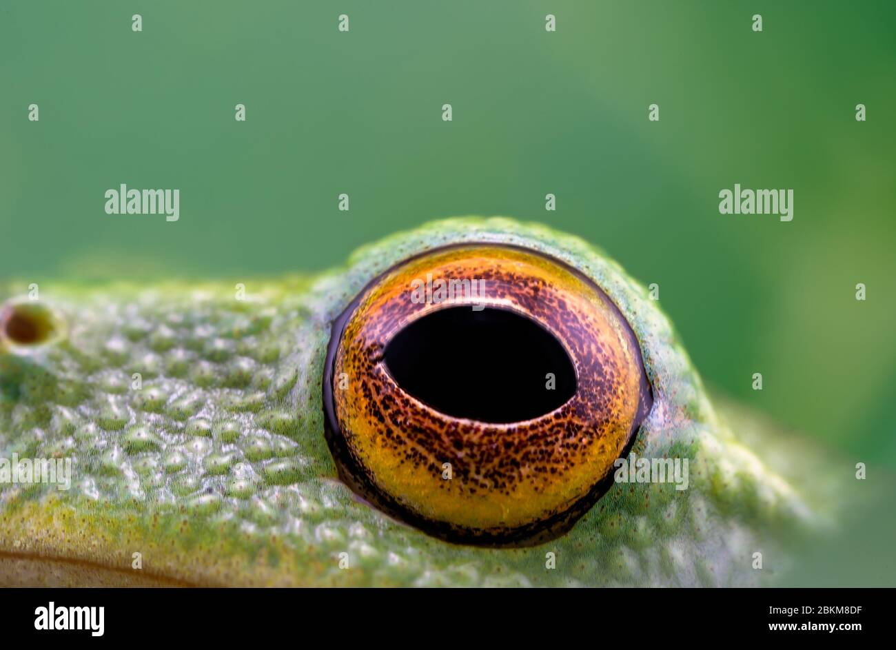 Frog capture hi-res stock photography and images - Alamy