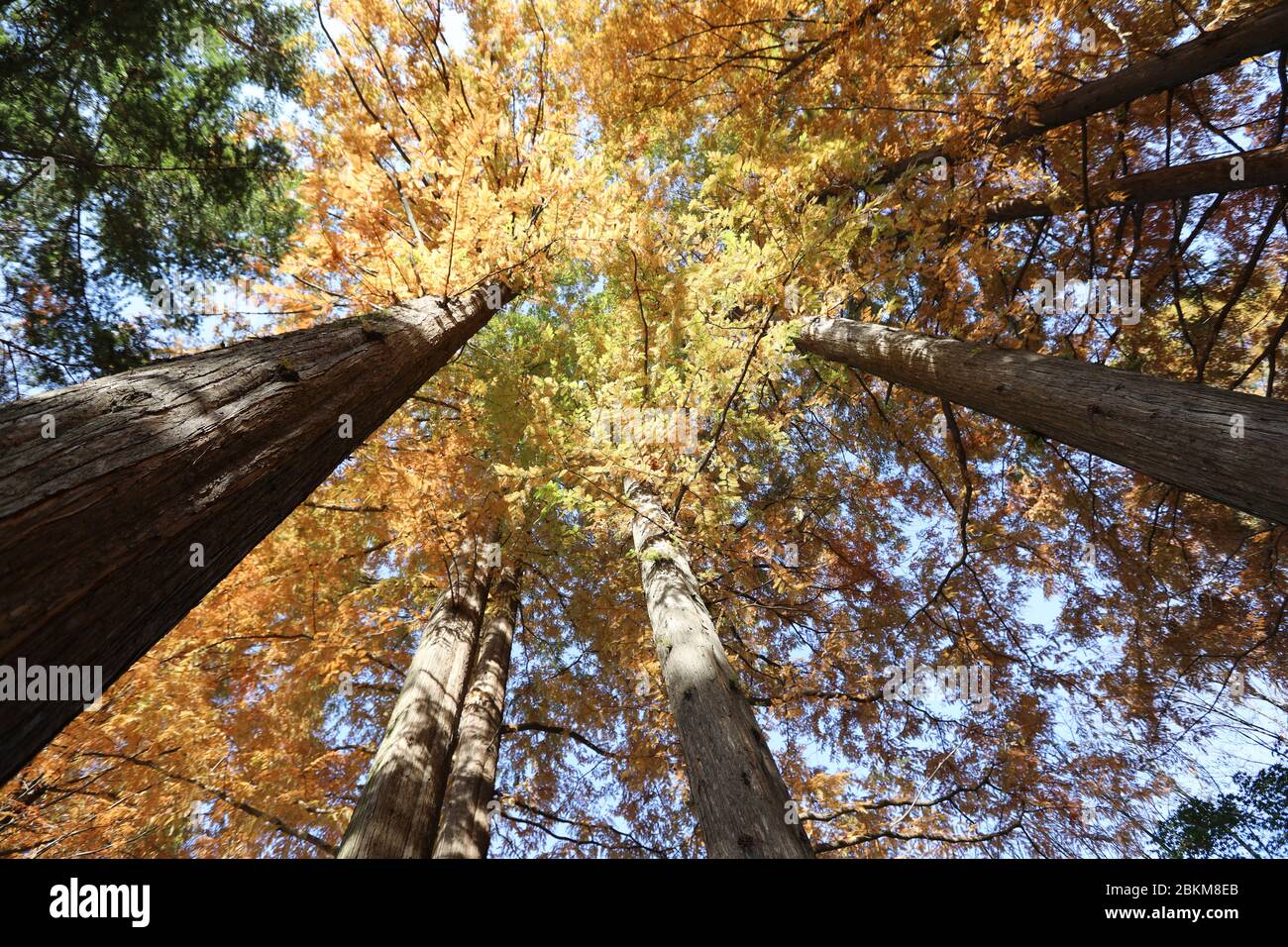 Korean maple tree hi-res stock photography and images - Alamy
