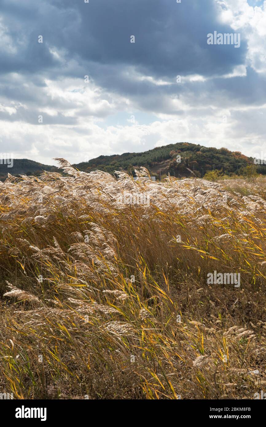 Fall in korea hi-res stock photography and images - Alamy